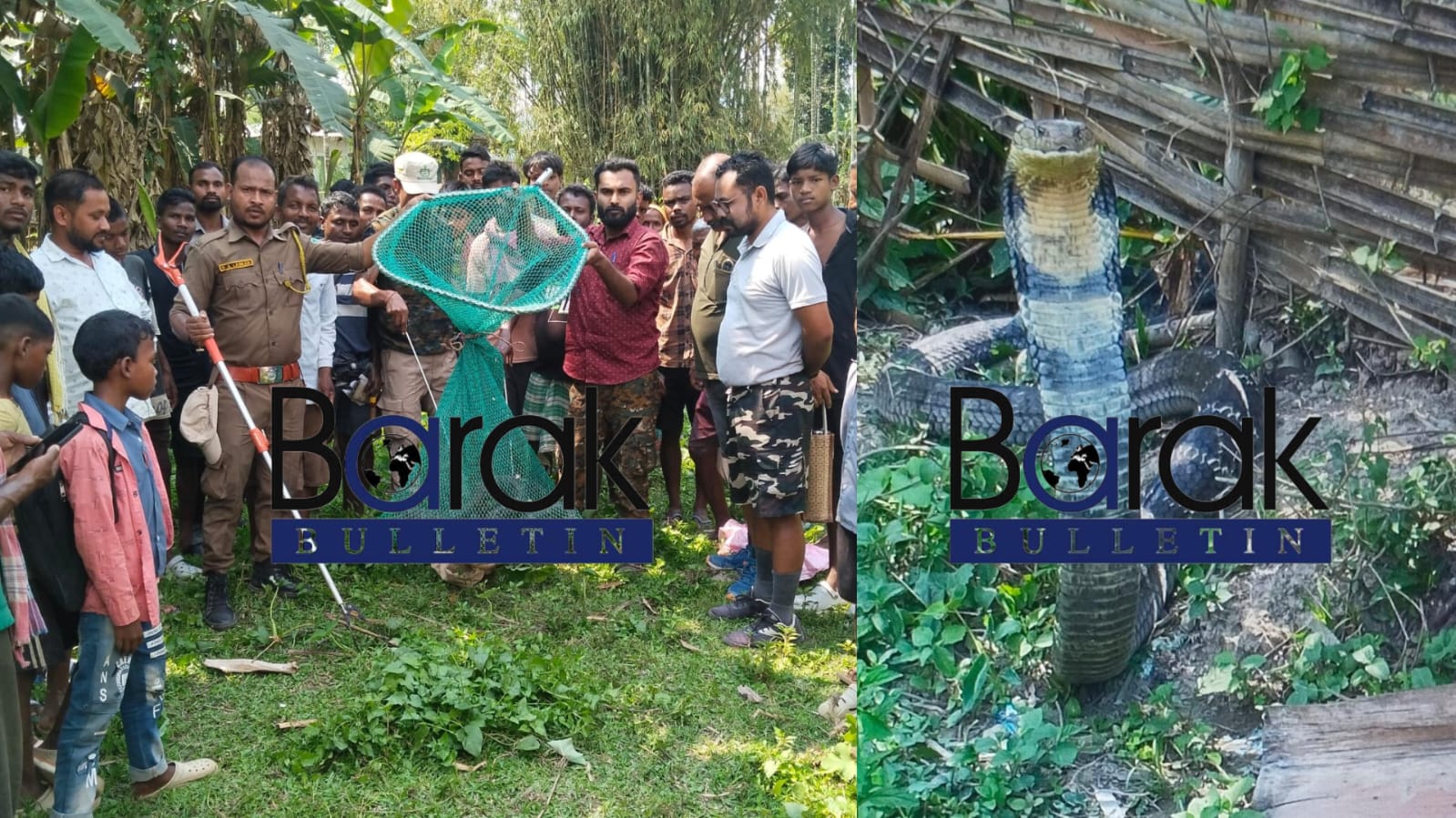 Record-Breaking 16.5 Feet Long King Cobra Rescued From Subhang Village ...