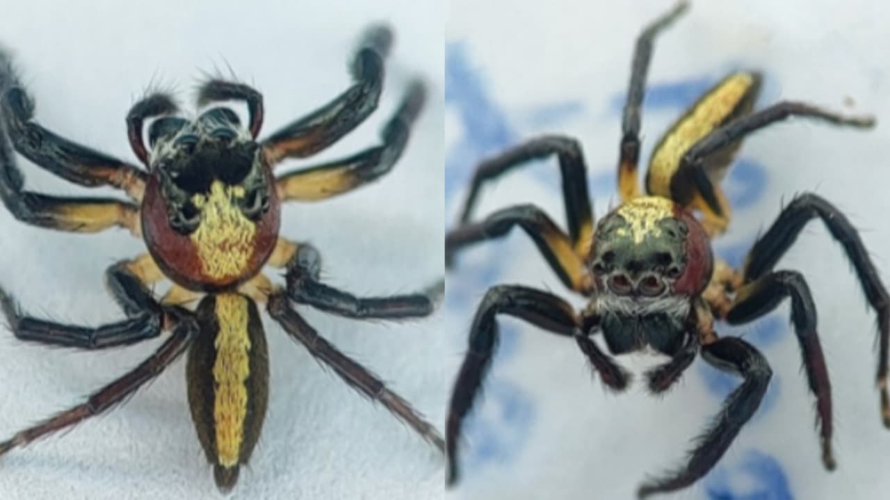 First in India: Assam University Researchers Discover Rare Jumping ...