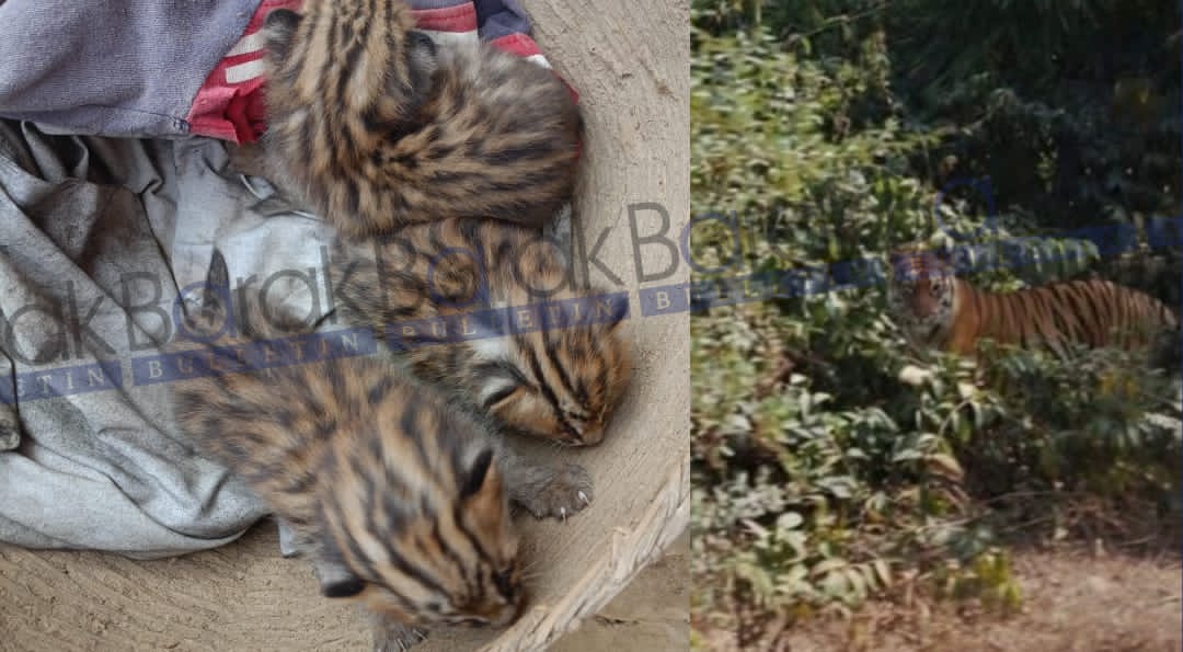 Leopard Cat, not Tiger, confirmed on Assam University campus weeks ...
